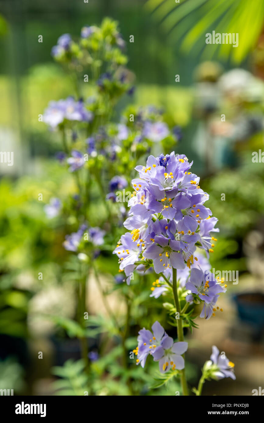 Ajisai hi-res stock photography and images - Alamy