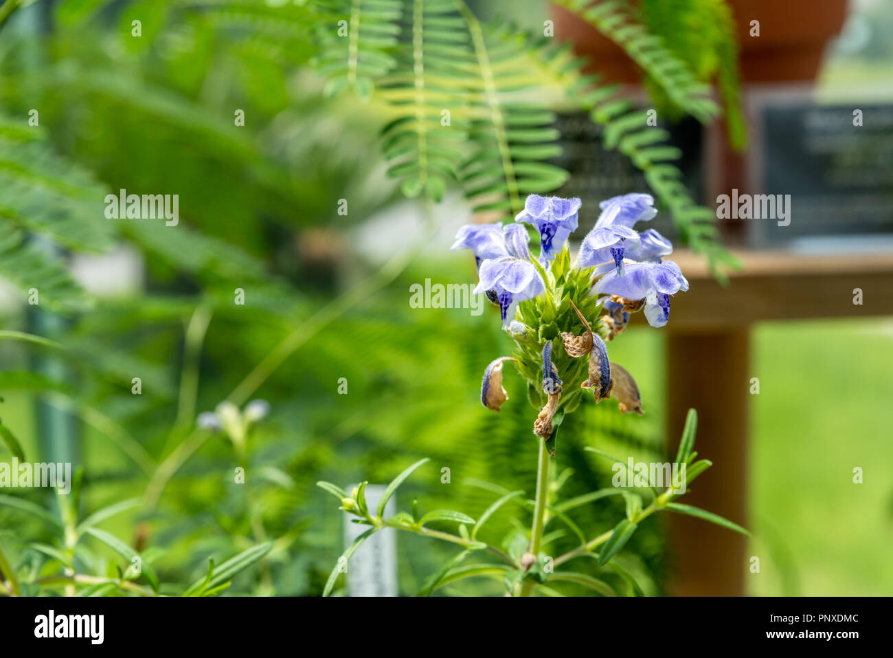 Ajisai hi-res stock photography and images - Alamy