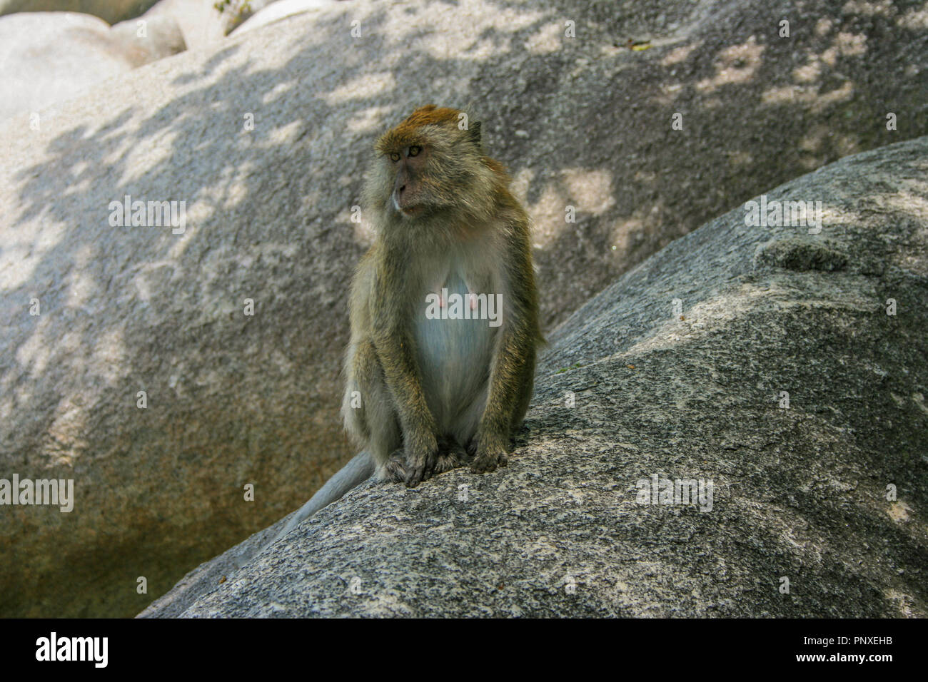 A lonely Macaque at Monkey Beach in Penang, Malaysia Stock Photo - Alamy