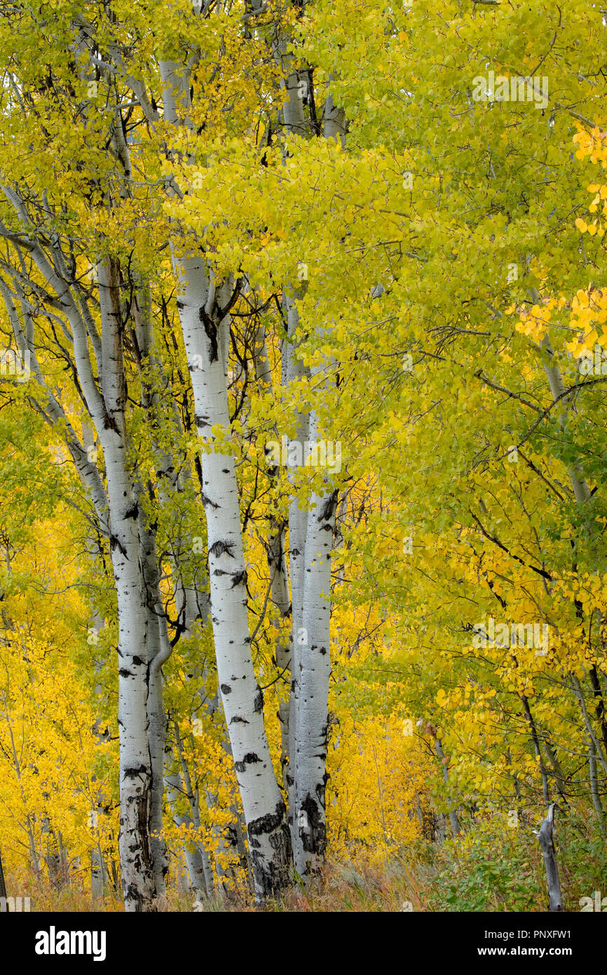 Yellow aspen (Populus tremuloides) denote autumn in Yellowstone ...