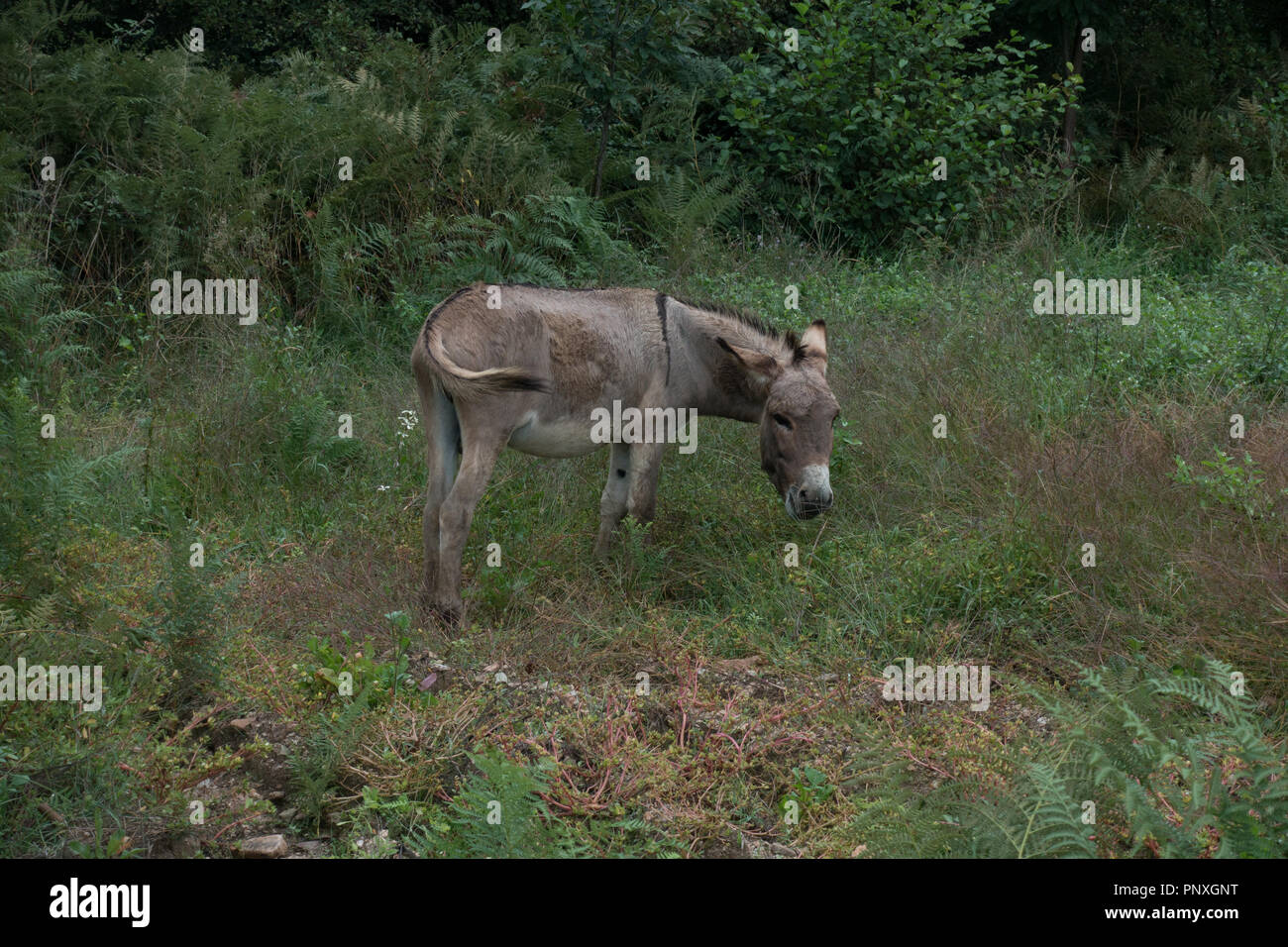 Donkey Sardinia italy Stock Photo - Alamy