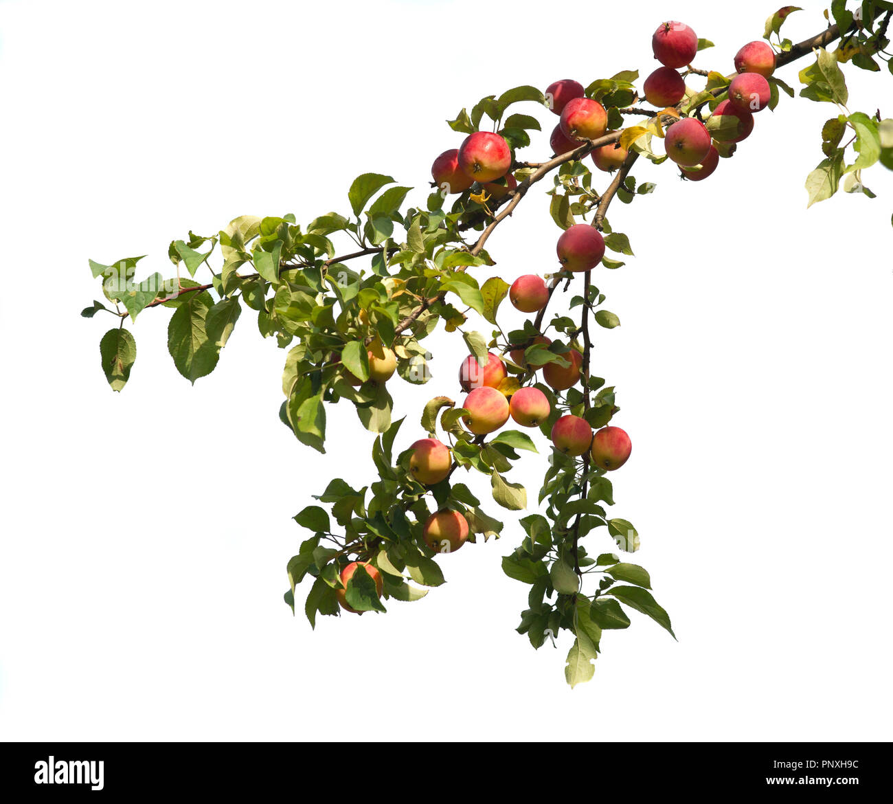 Wild red apples on a branch isolated on white background Stock Photo ...