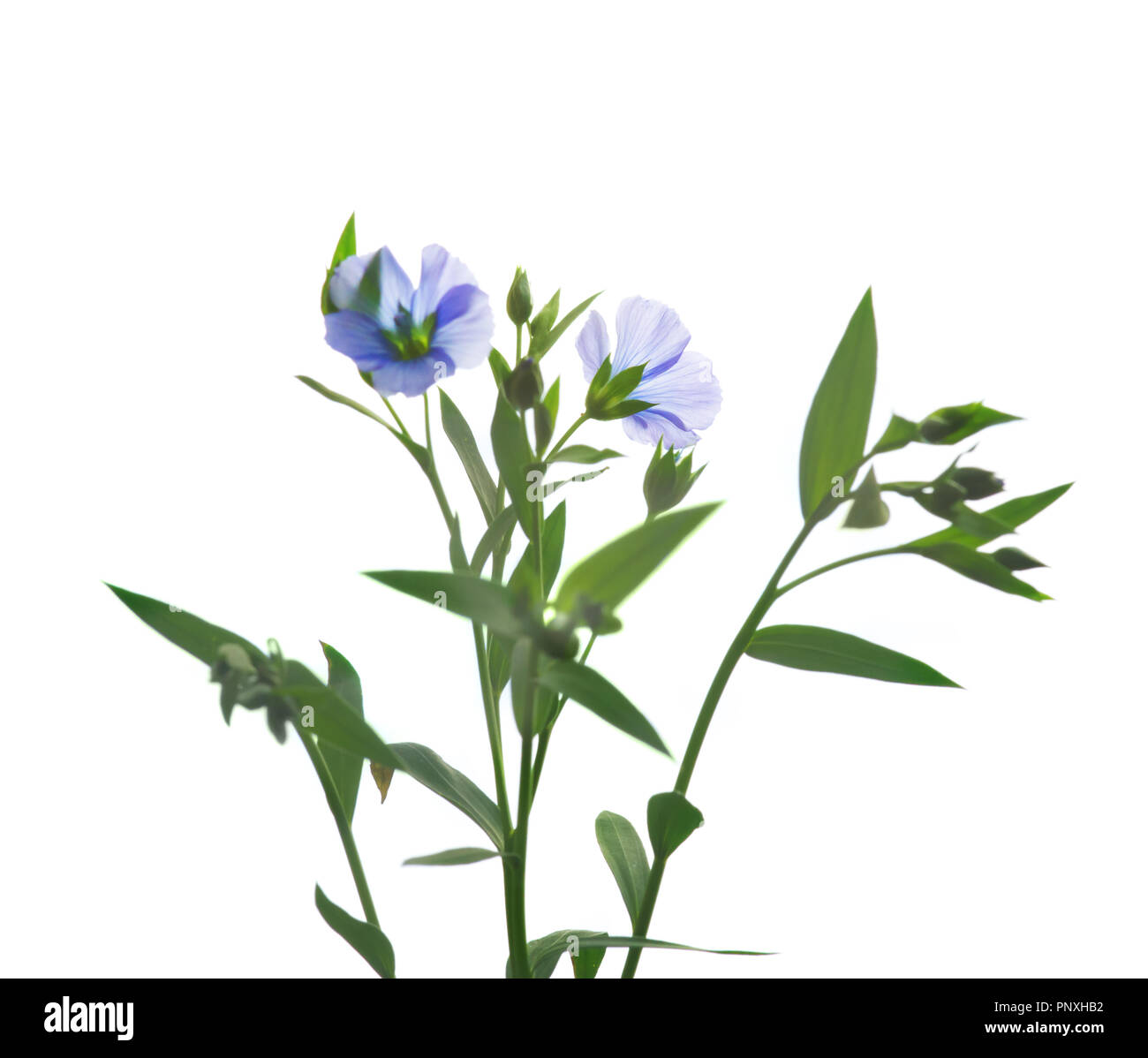 Flax flowers isolated on white background Stock Photo - Alamy