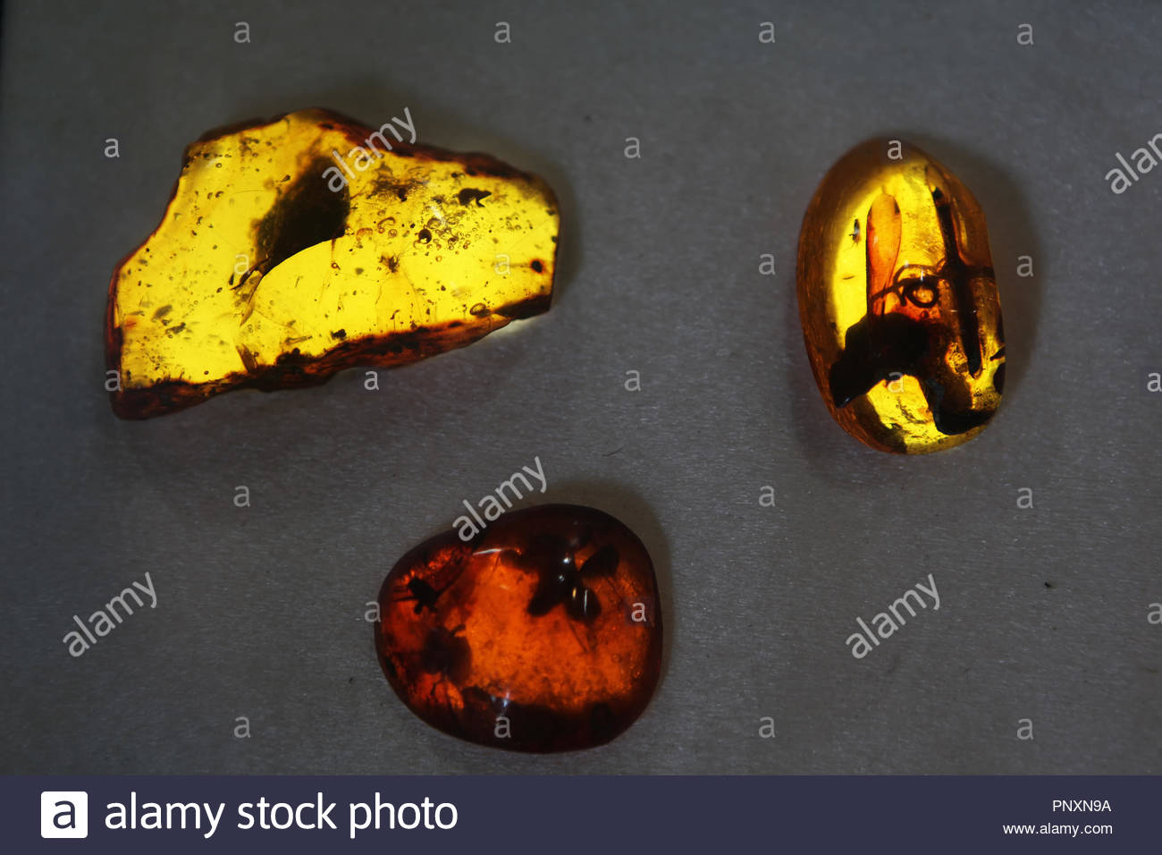Insect Trapped In Amber High Resolution Stock Photography and Images ...