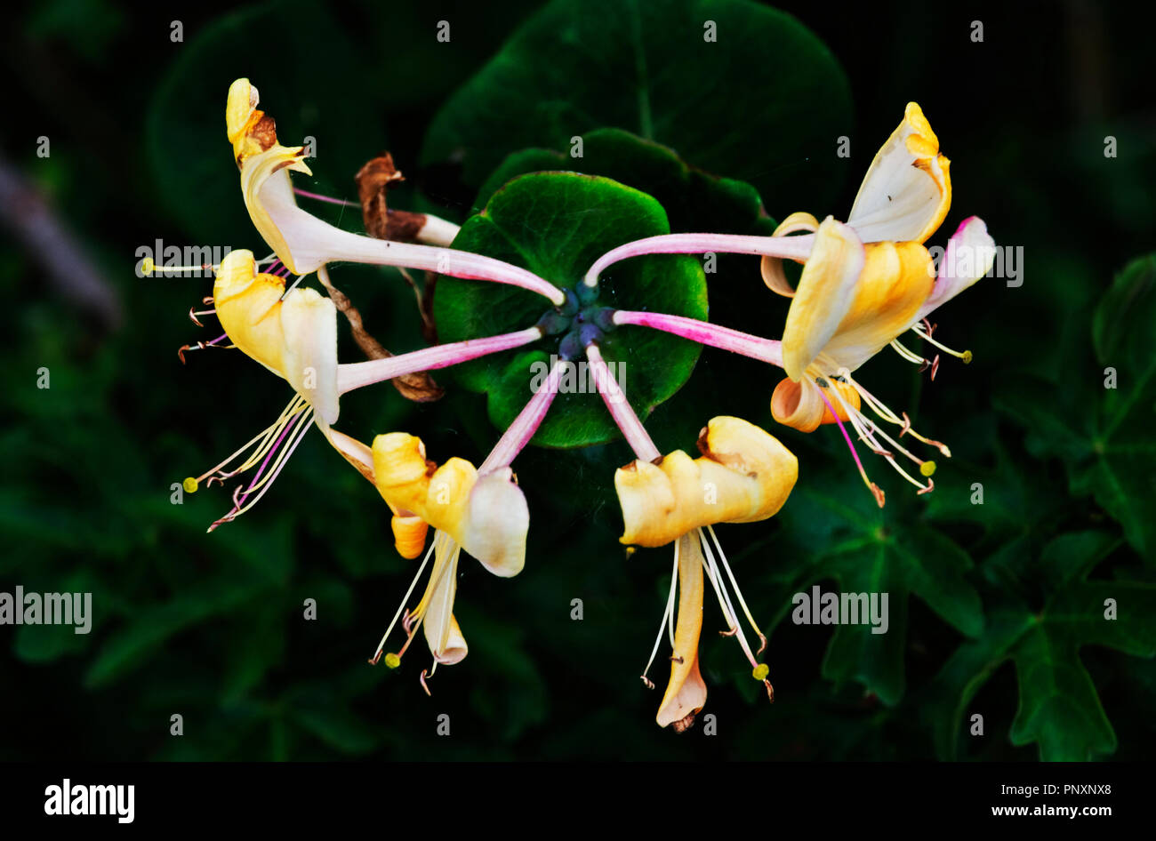 Blossomed honeysuckle flower -lonicera caprifolium -, top view photo ...