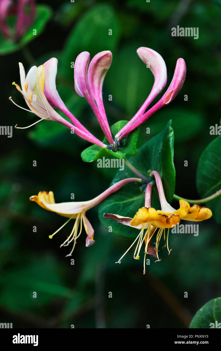 Blossomed honeysuckle flower -lonicera caprifolium - , the thin stems ...