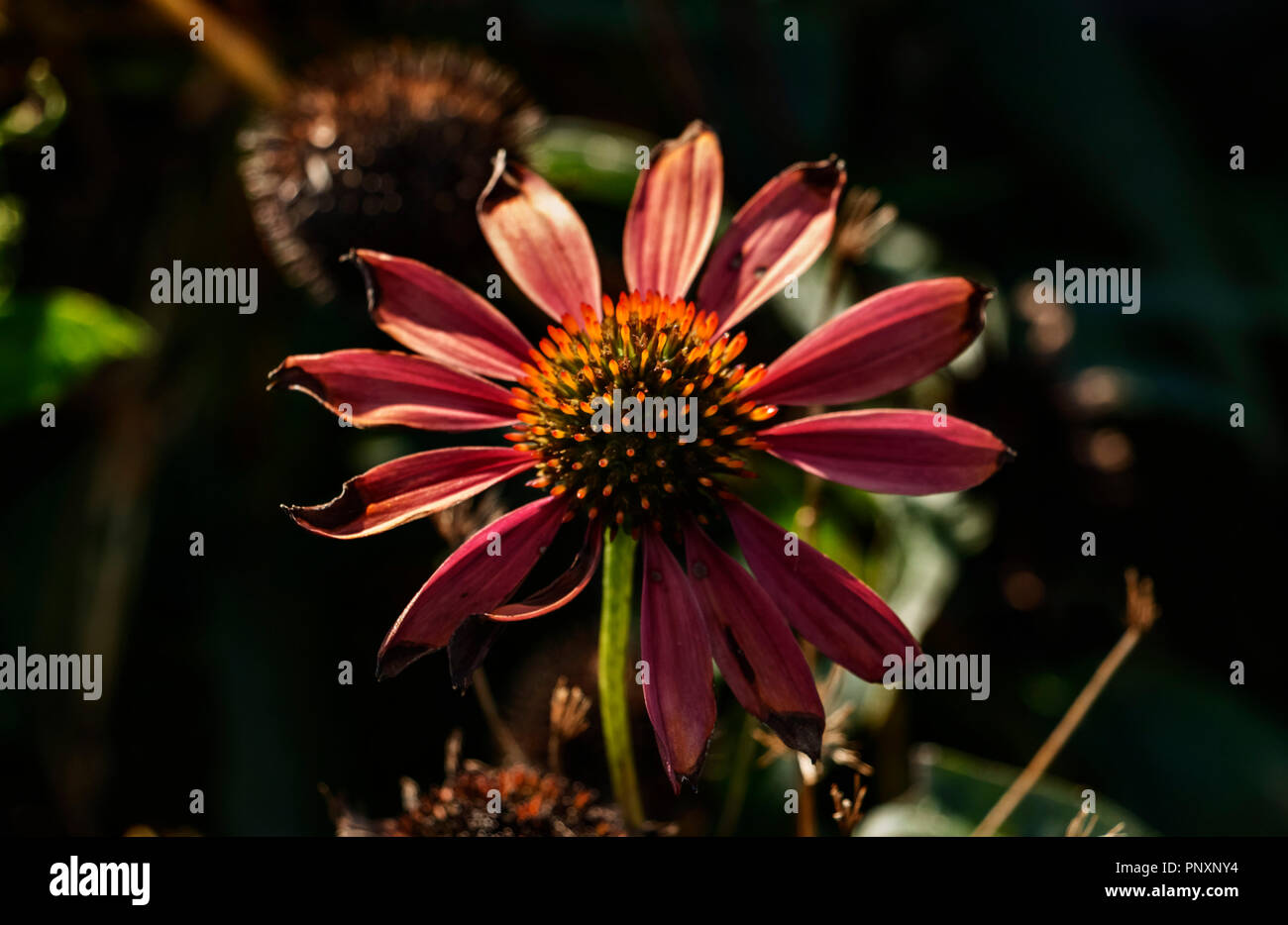 Impressive purple coneflower close-up backlighted, cone-shaped flower ...