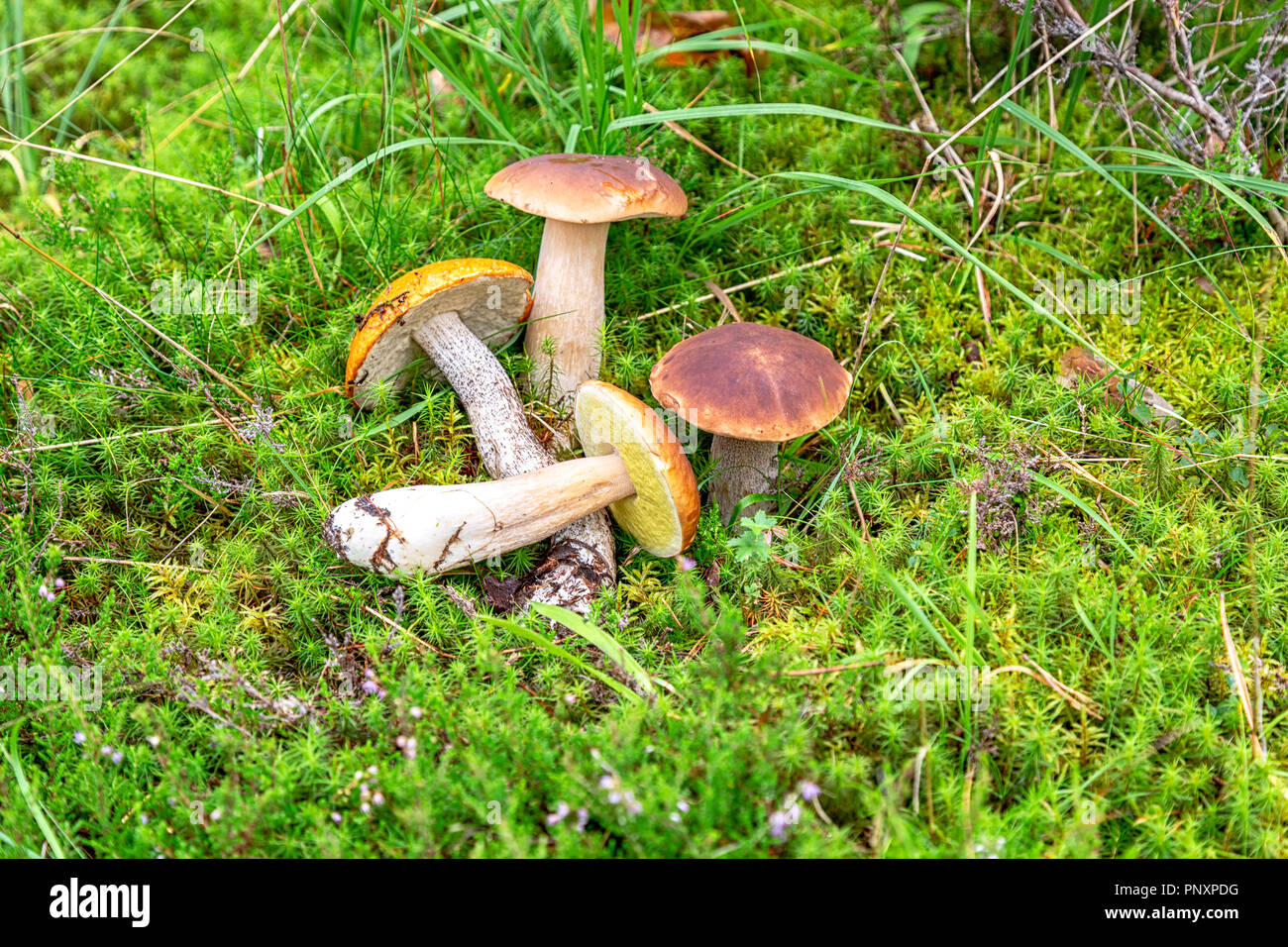 Forest edible mushrooms with brown caps in the green moss Stock Photo ...