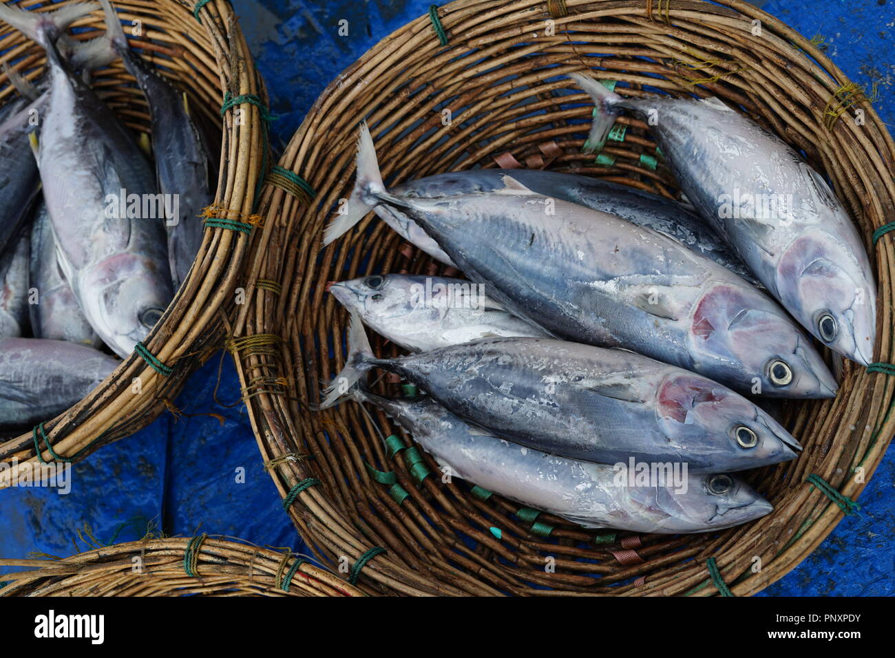 Fresh tuna fish in basket at local Fish market Stock Photo - Alamy