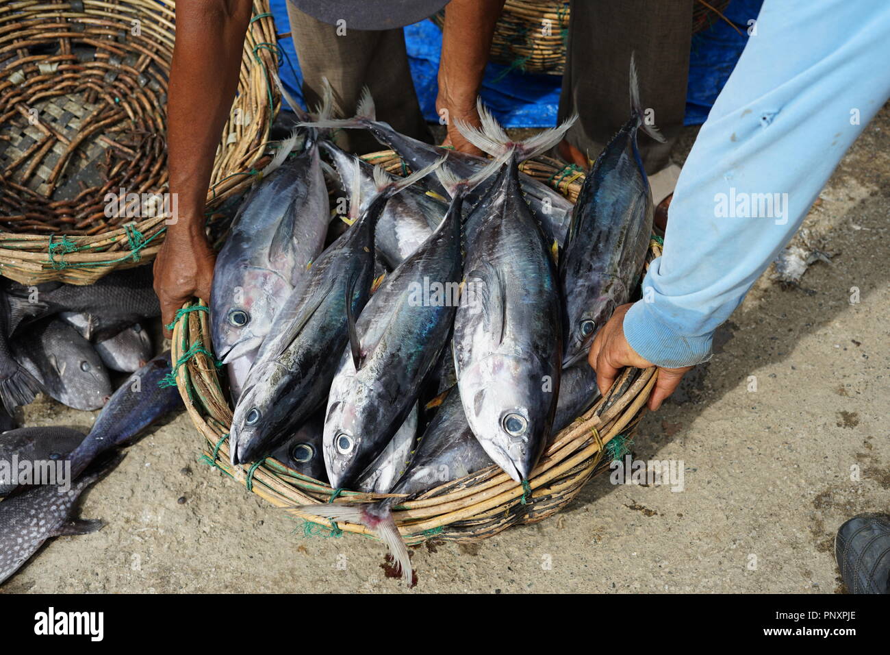 Fresh tuna fish in basket at local Fish market Stock Photo - Alamy