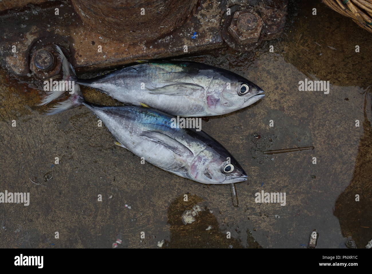 Tuna fish at local Fish market Stock Photo - Alamy