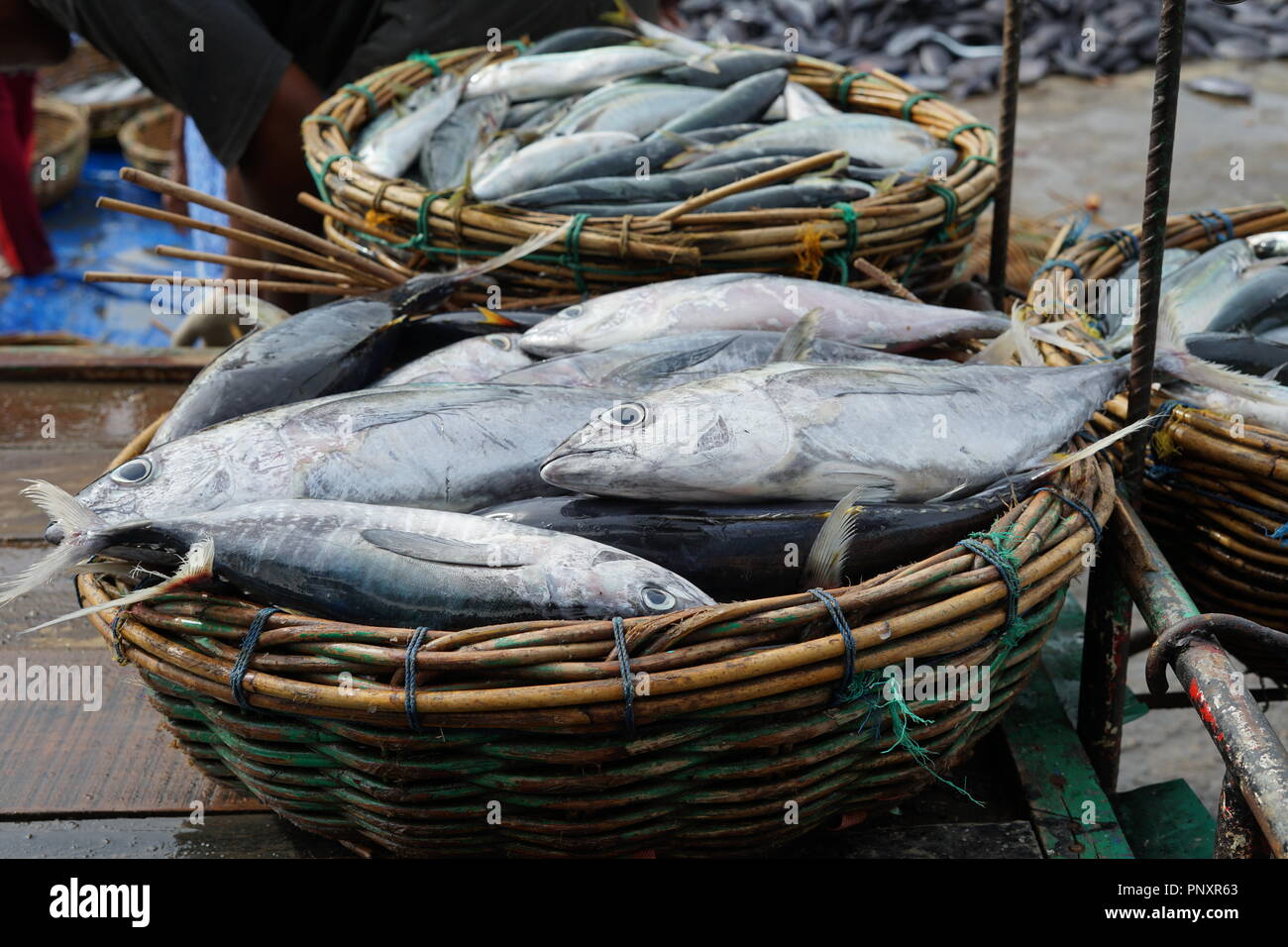 Fresh tuna fish in basket at local Fish market Stock Photo - Alamy