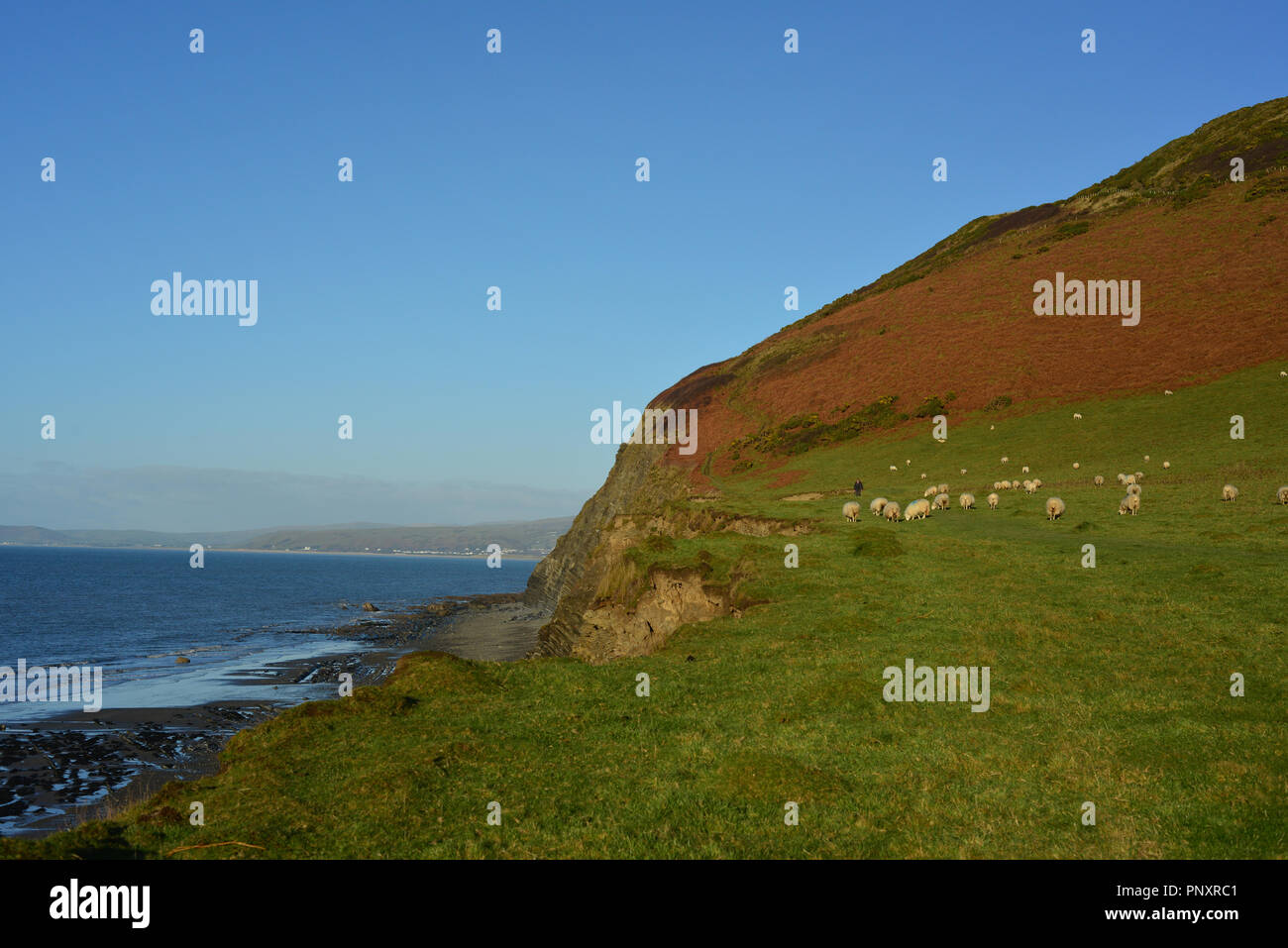 Ceredigion coast path, looking north near Wallog Stock Photo - Alamy
