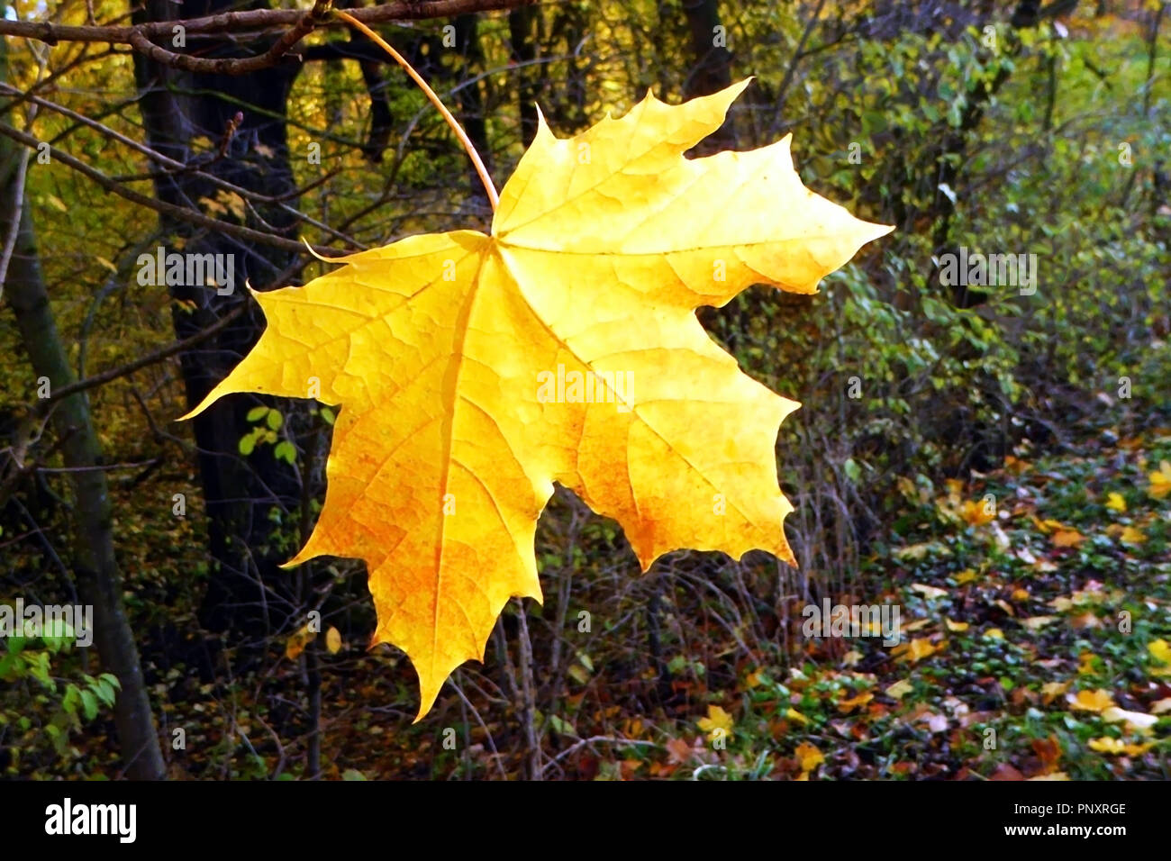 golden maple leaf on a tree in autumn Stock Photo - Alamy