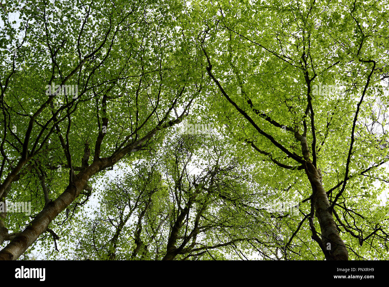Herald of wales hi-res stock photography and images - Alamy
