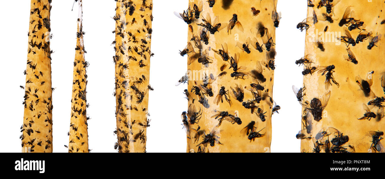 Sticky flypaper with glued flies, isolated on white background. Also ...