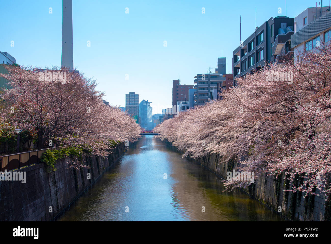 Cherry blossom season in Tokyo at Meguro river, Japan Meguro river Sakura Festival Stock Photo ...