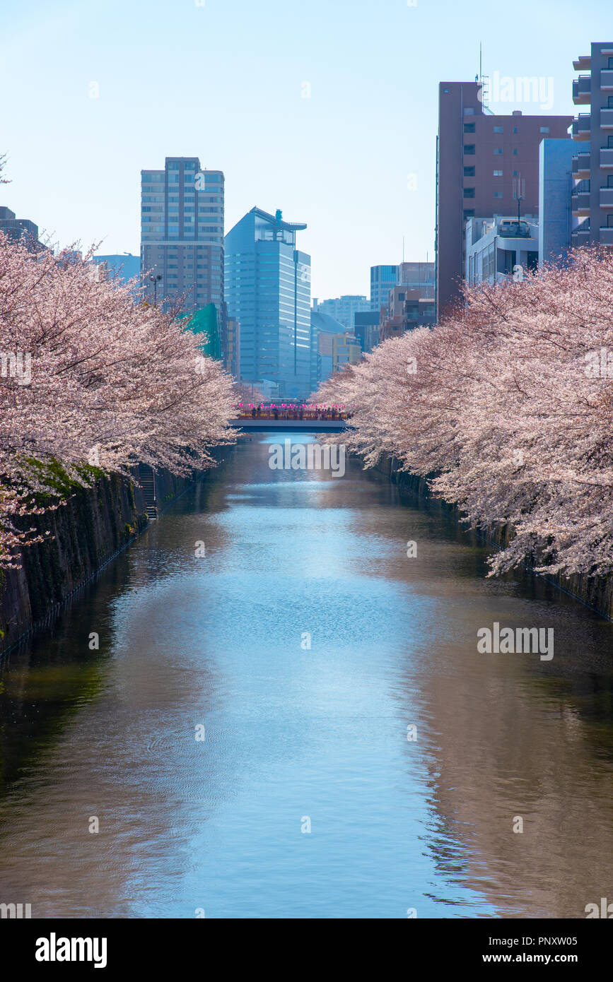 Cherry blossom season in Tokyo at Meguro river, Japan Meguro river Sakura Festival Stock Photo ...