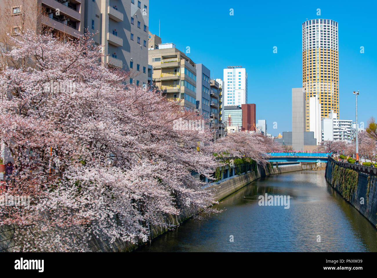 Cherry blossom season in Tokyo at Meguro river, Japan Meguro river Sakura Festival Stock Photo ...