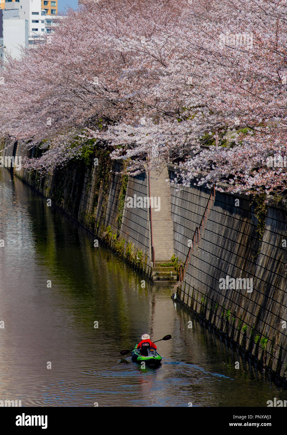 Cherry blossom season in Tokyo at Meguro river, Japan Meguro river Sakura Festival Stock Photo ...
