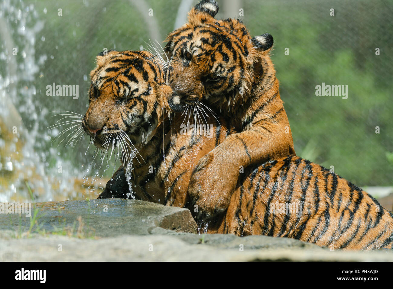 Tiger kiss hi-res stock photography and images - Alamy
