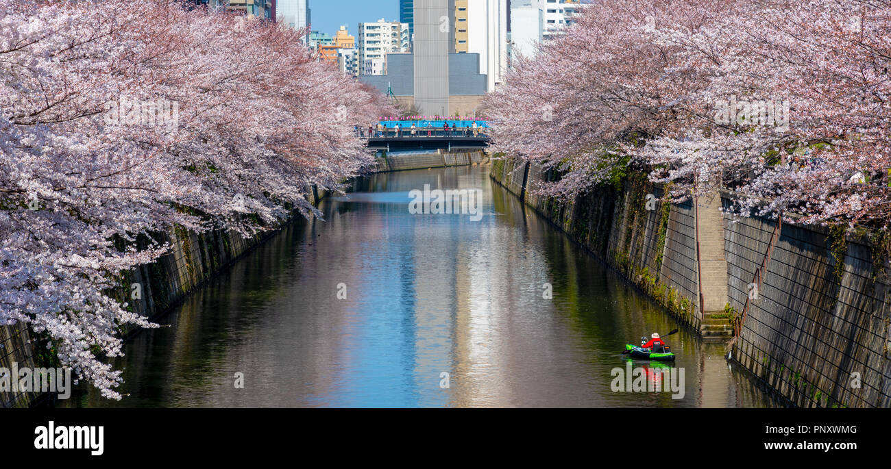 Cherry blossom season in Tokyo at Meguro river, Japan Meguro river Sakura Festival Stock Photo ...