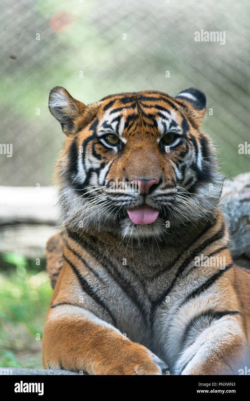 Funny Tiger Face