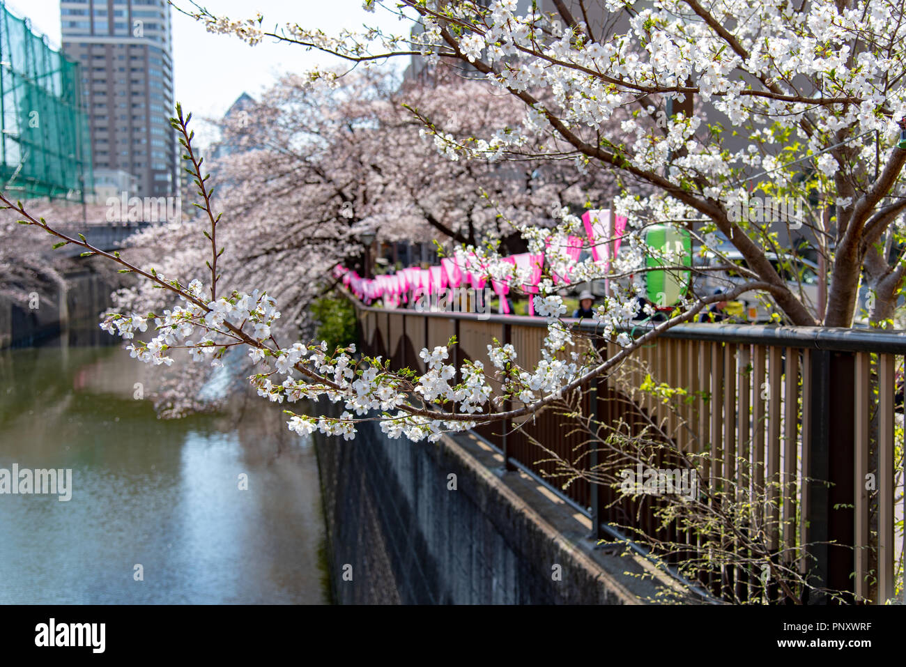 Cherry blossom season in Tokyo at Meguro river, Japan Meguro river Sakura Festival Stock Photo ...