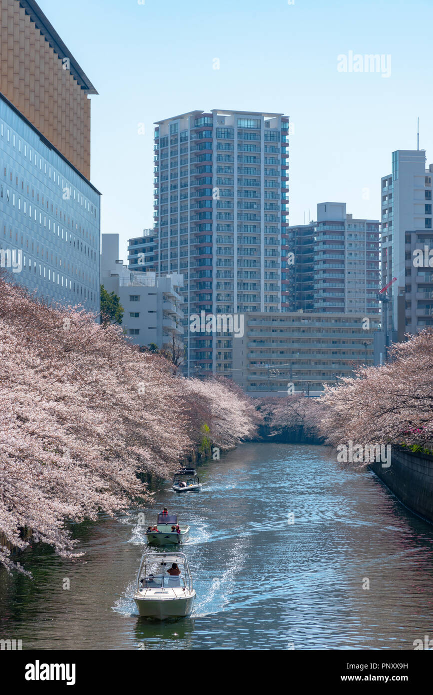 Cherry blossom season in Tokyo at Meguro river, Japan Meguro river Sakura Festival Stock Photo ...