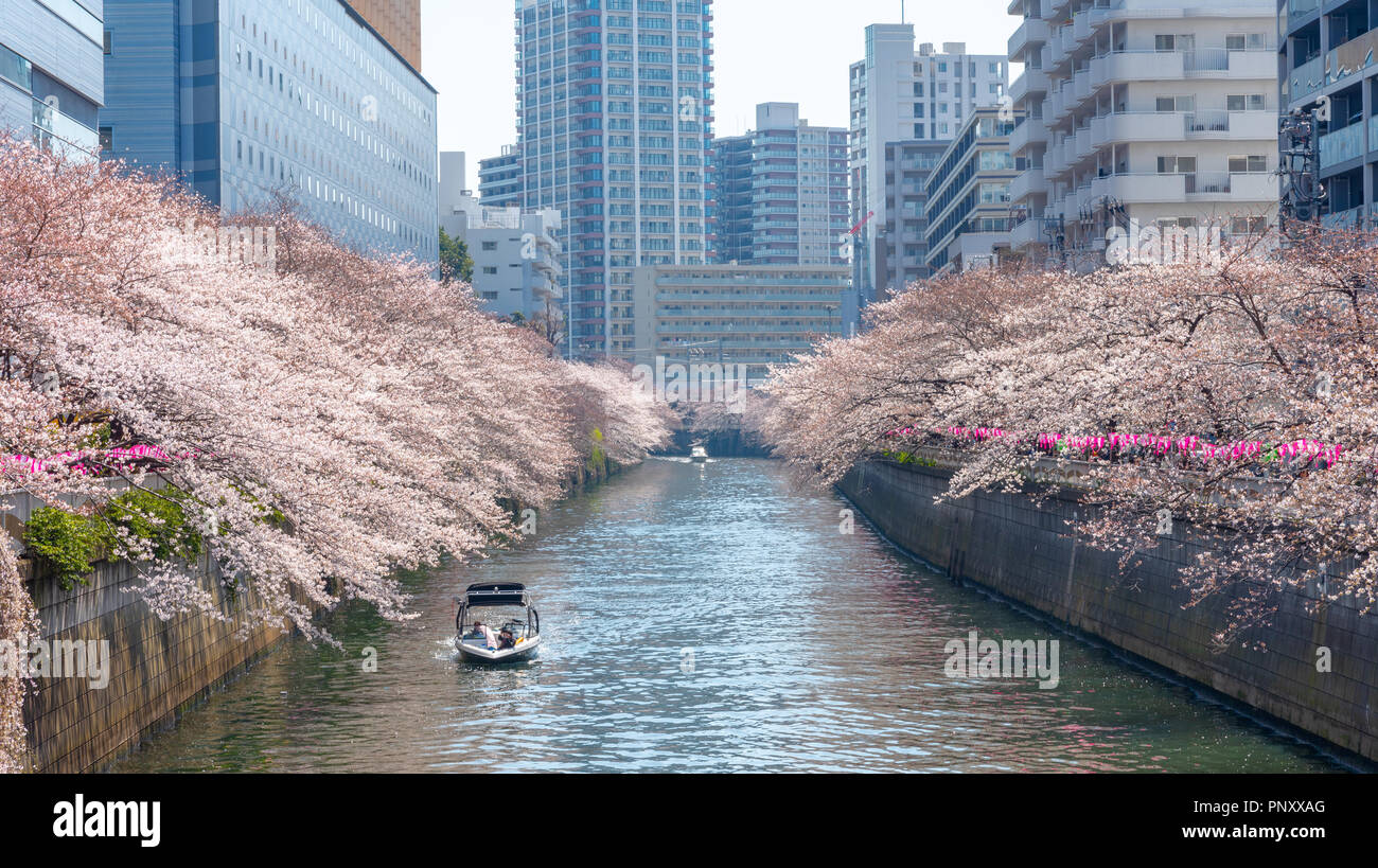 Cherry blossom season in Tokyo at Meguro river, Japan Meguro river Sakura Festival Stock Photo ...