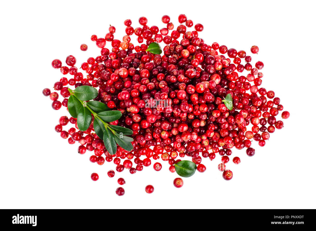 Wild lingonberries on white background Stock Photo - Alamy