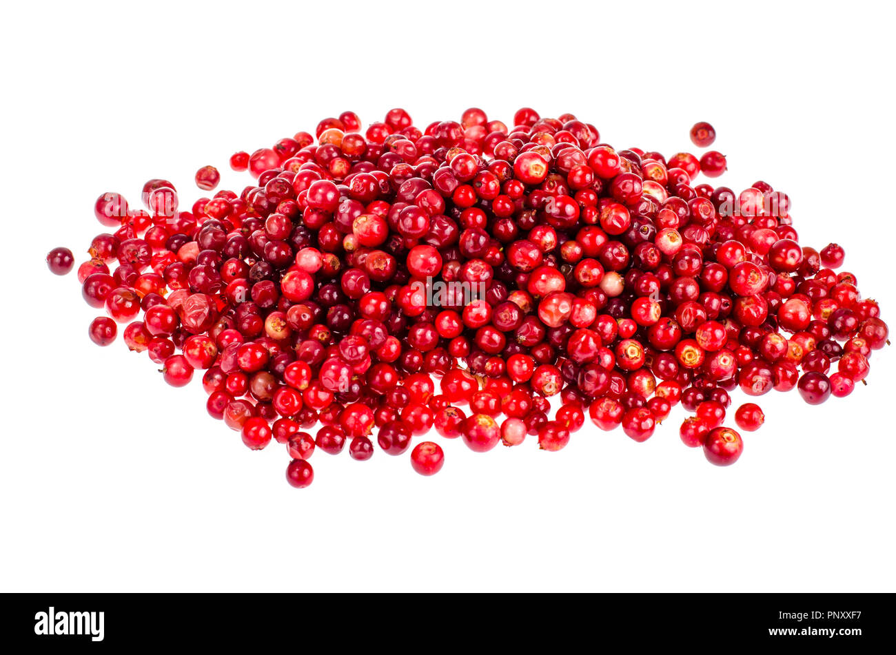 Wild lingonberries on white background Stock Photo - Alamy