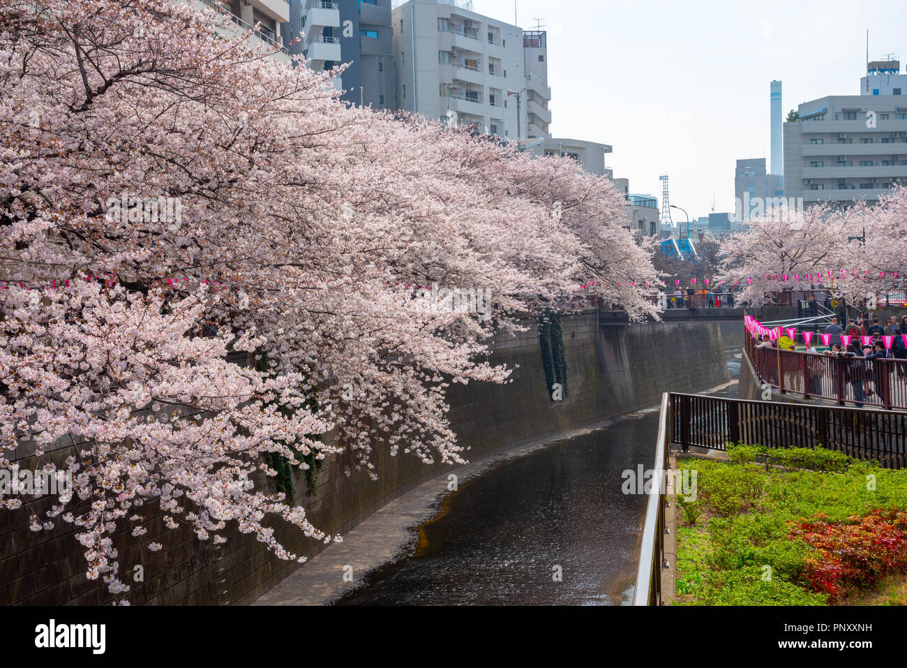Cherry blossom season in Tokyo at Meguro river, Japan Meguro river Sakura Festival Stock Photo ...