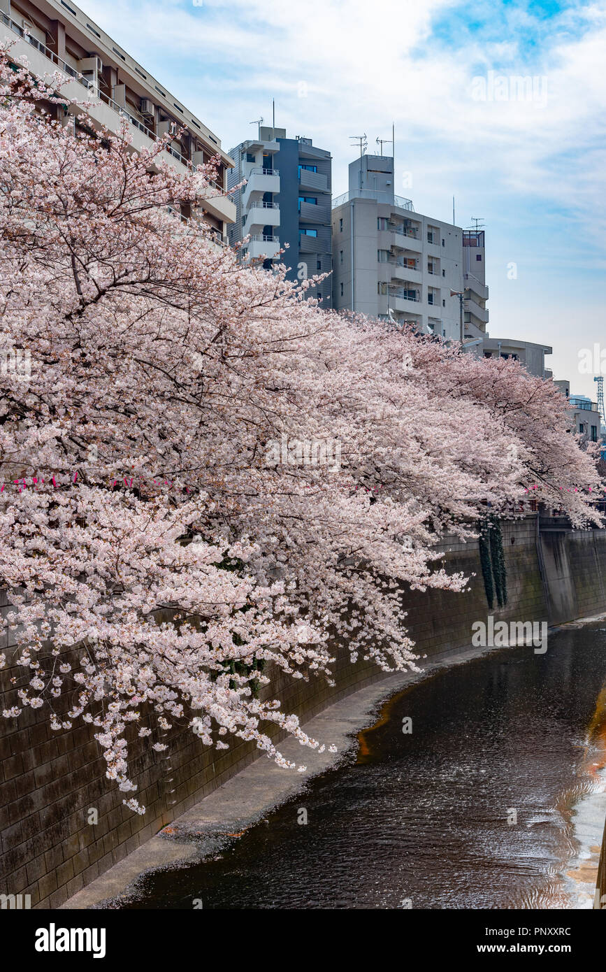 Cherry blossom season in Tokyo at Meguro river, Japan Meguro river Sakura Festival Stock Photo ...