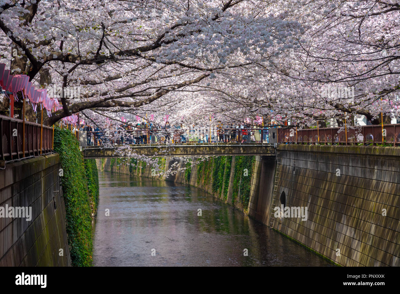 Cherry blossom season in Tokyo at Meguro river, Japan Meguro river Sakura Festival Stock Photo ...