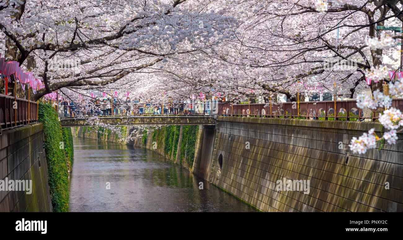 Cherry blossom season in Tokyo at Meguro river, Japan Meguro river Sakura Festival Stock Photo ...