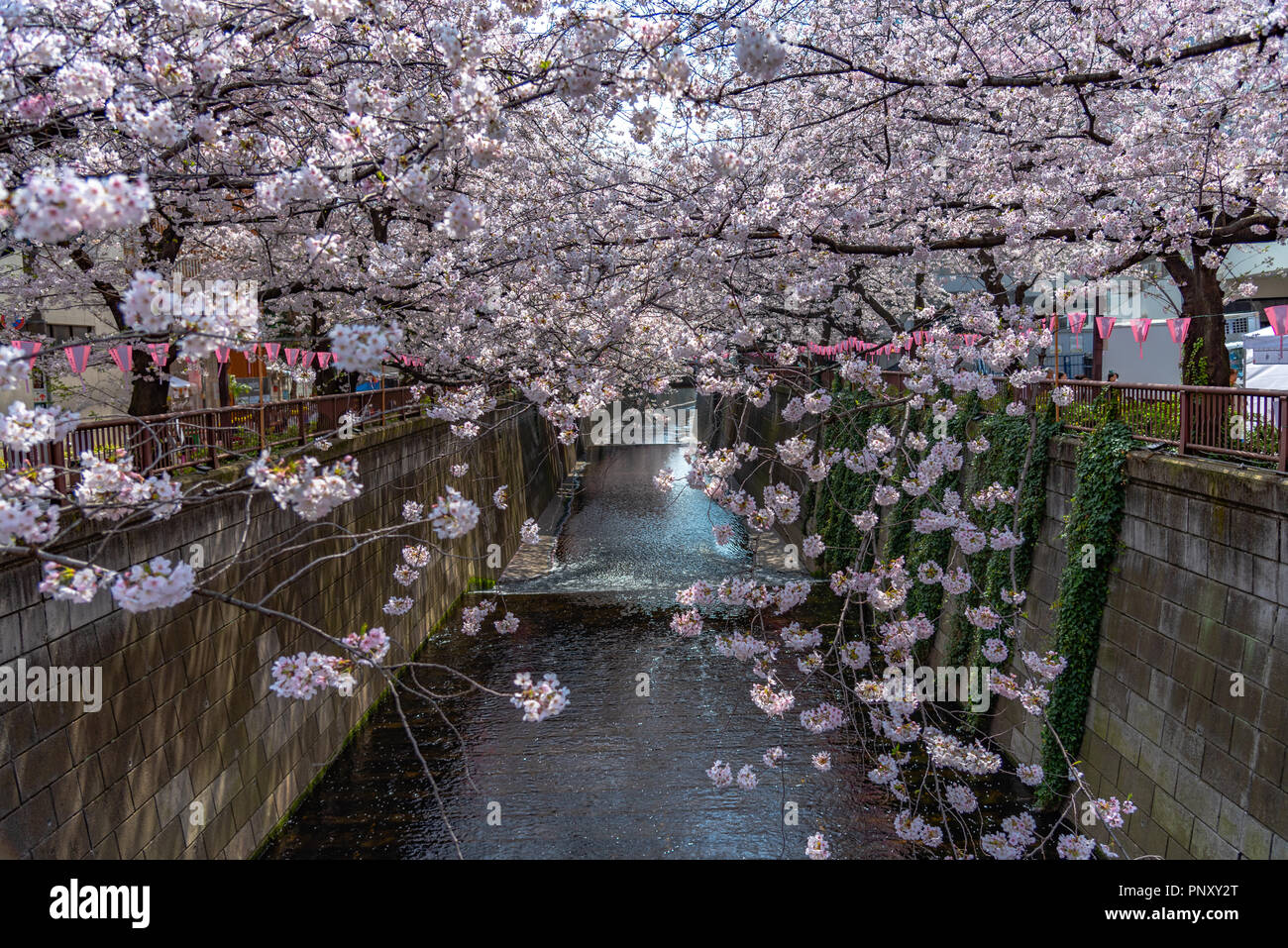 Cherry blossom season in Tokyo at Meguro river, Japan Meguro river Sakura Festival Stock Photo ...