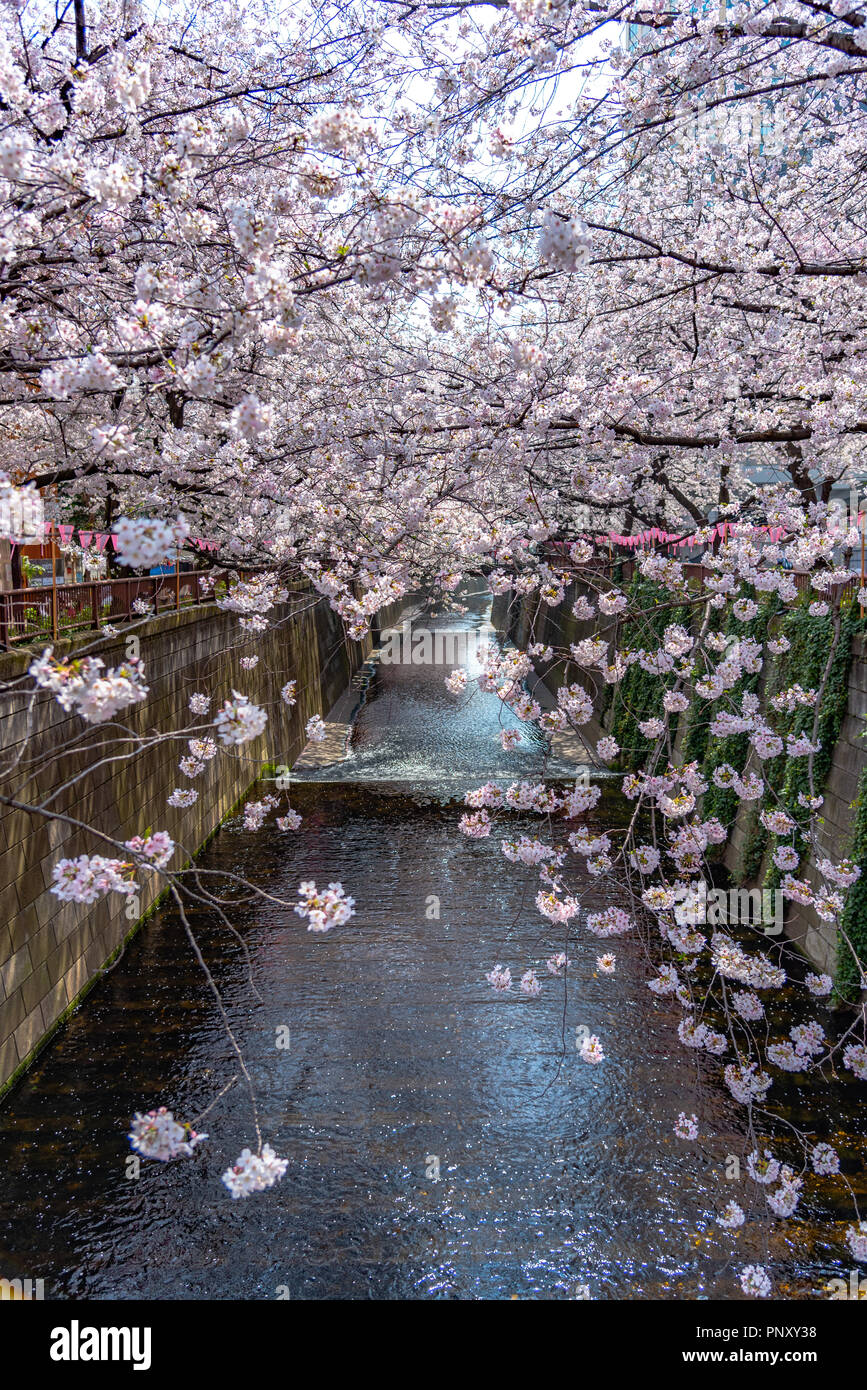 Cherry blossom season in Tokyo at Meguro river, Japan Meguro river Sakura Festival Stock Photo ...
