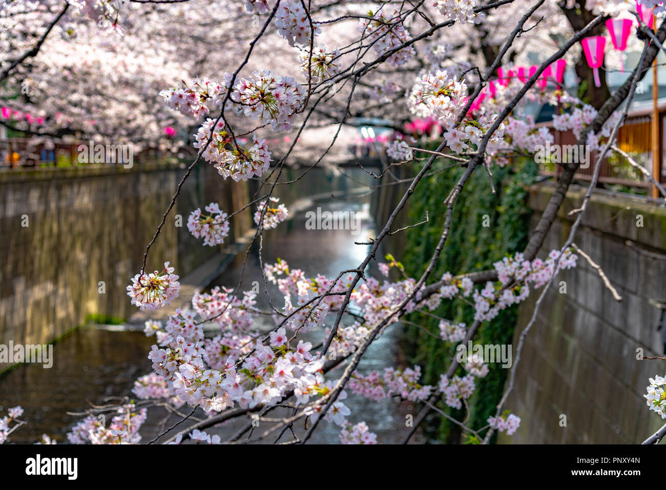 Cherry blossom season in Tokyo at Meguro river, Japan Meguro river Sakura Festival Stock Photo ...