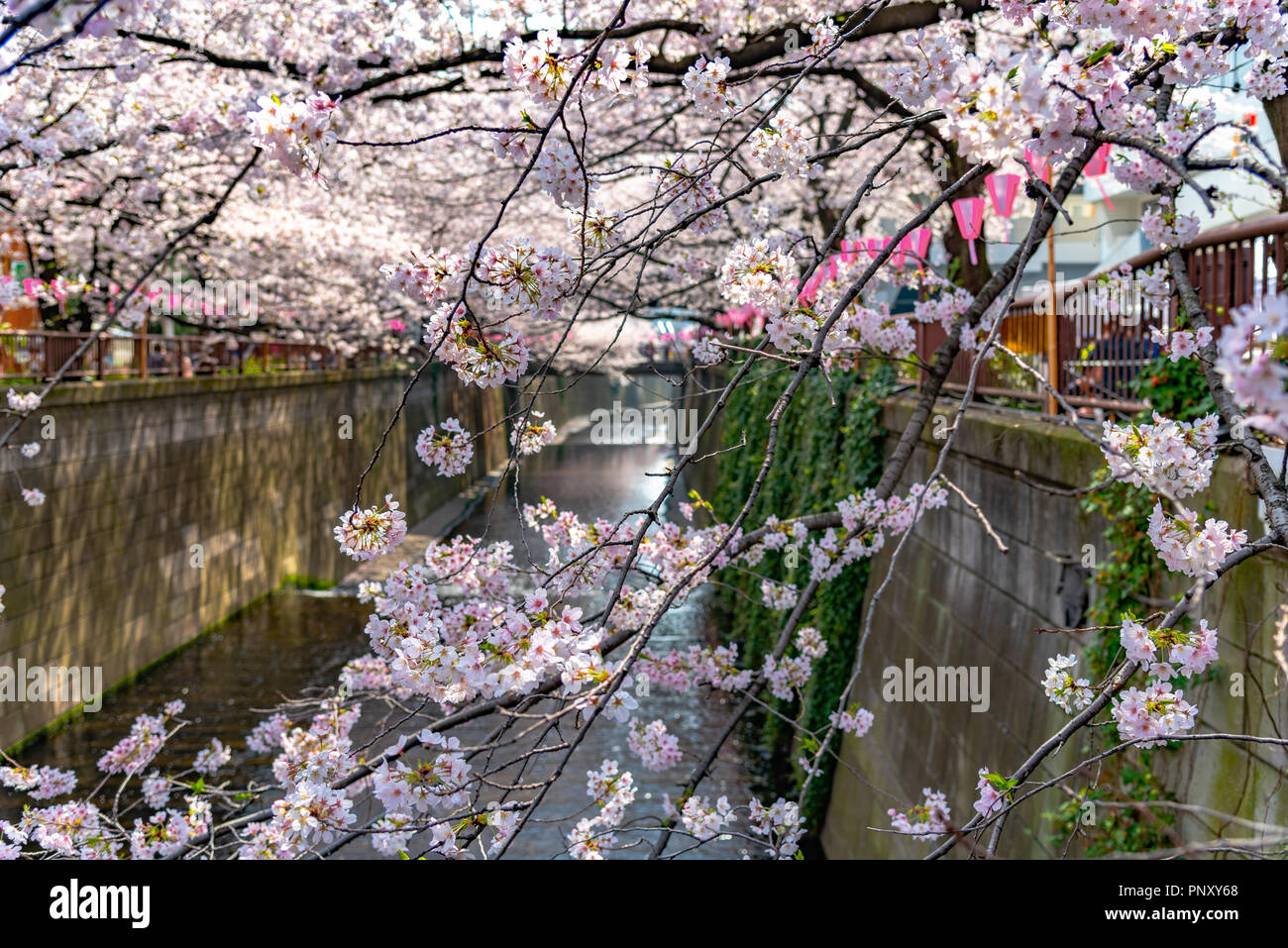 Cherry blossom season in Tokyo at Meguro river, Japan Meguro river Sakura Festival Stock Photo ...