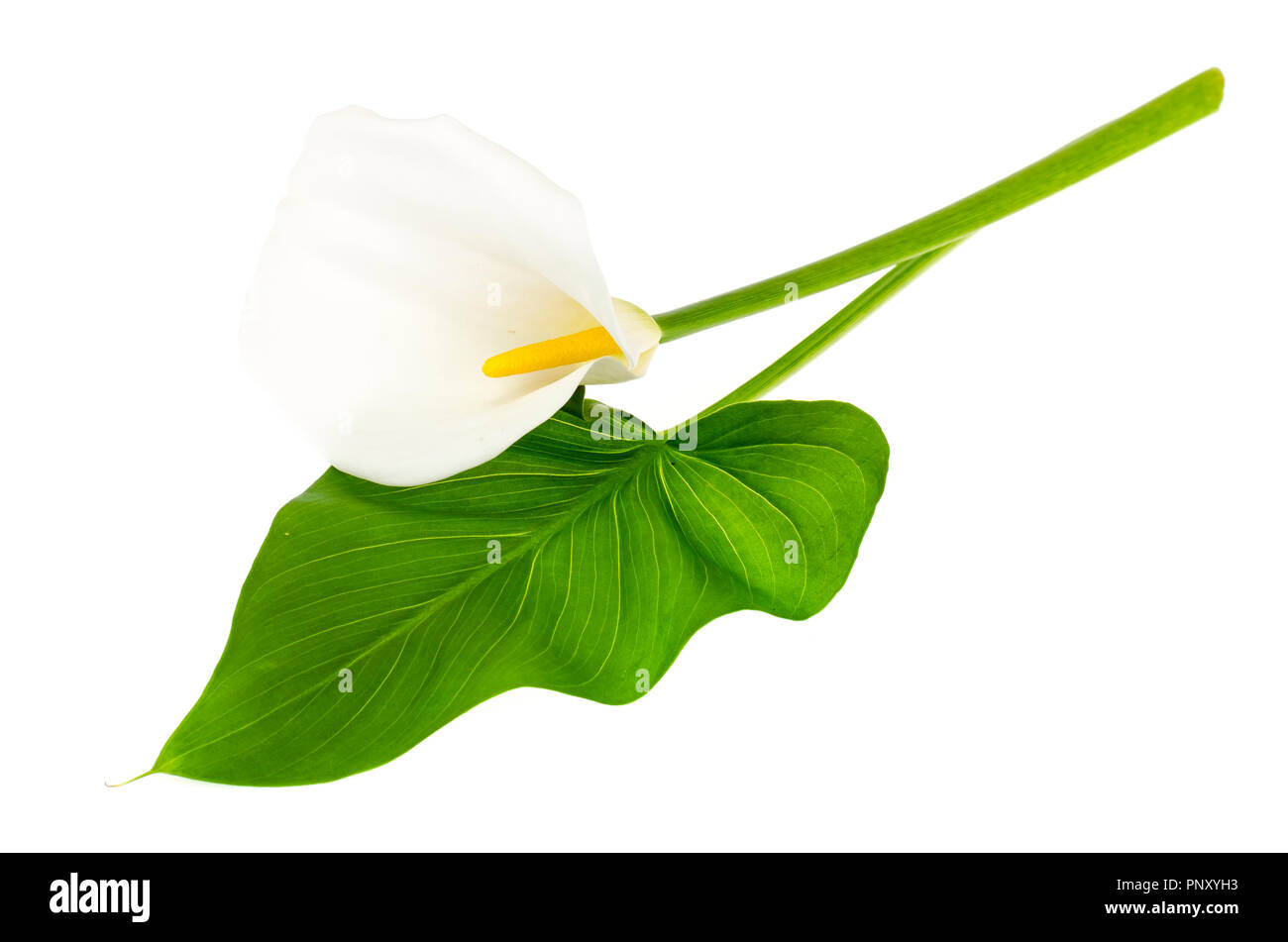 Beautiful flower and green leaf calla isolated on white background ...