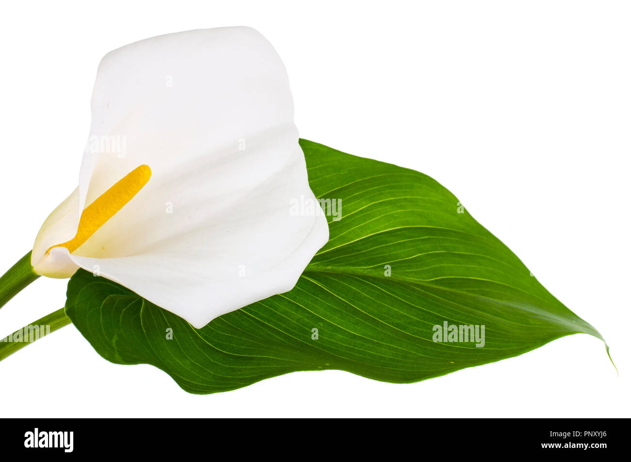 Beautiful flower and green leaf calla isolated on white background ...