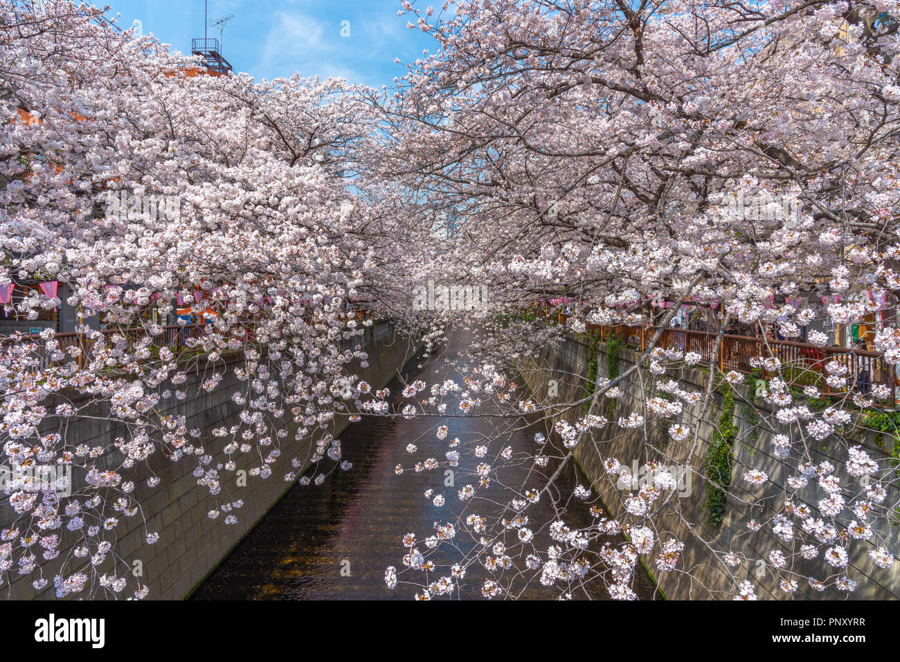 Cherry blossom season in Tokyo at Meguro river, Japan Meguro river Sakura Festival Stock Photo ...