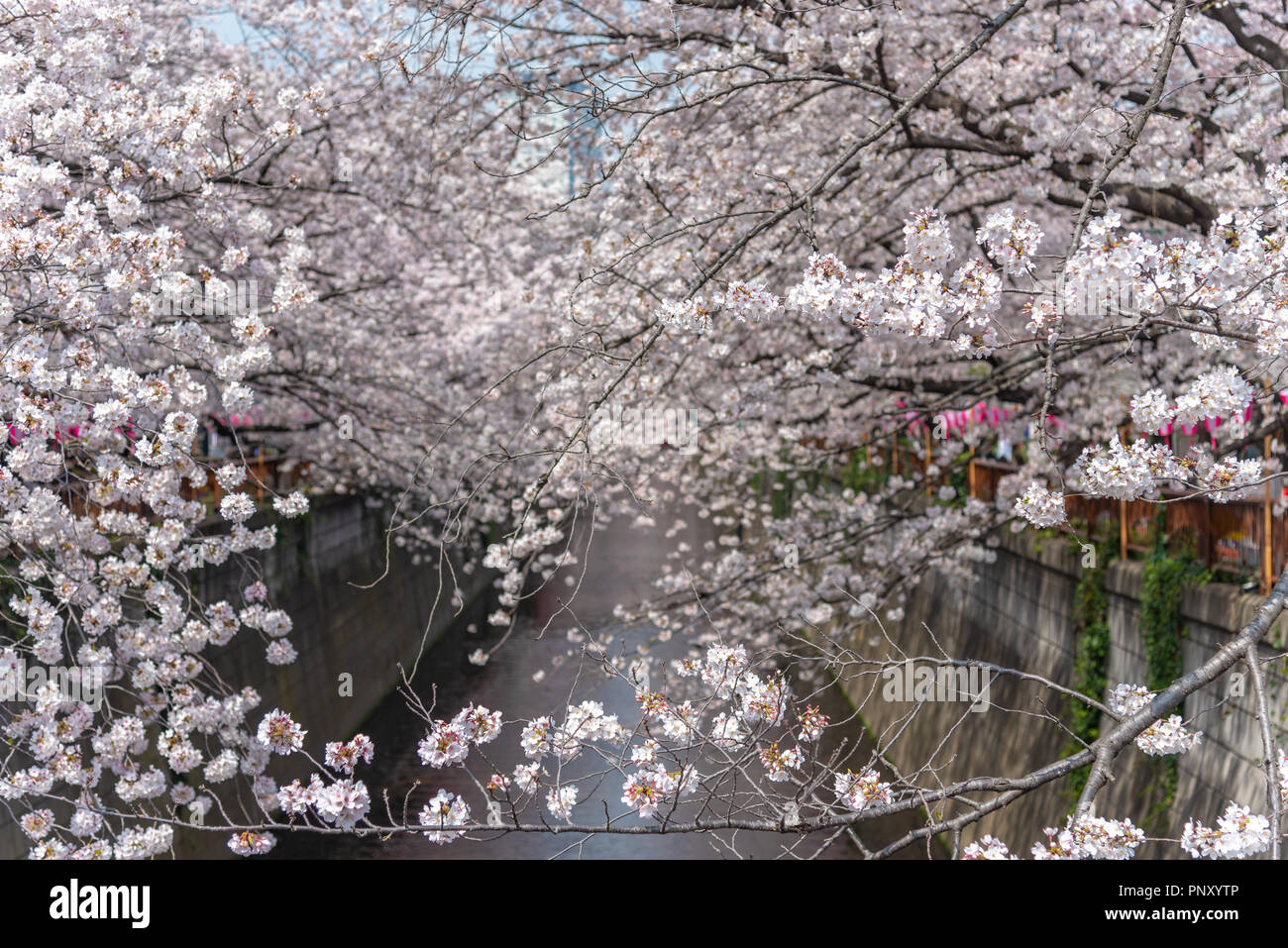 Cherry blossom season in Tokyo at Meguro river, Japan Meguro river Sakura Festival Stock Photo ...