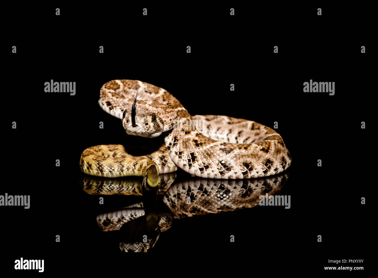 Striking rattlesnake hi-res stock photography and images - Alamy