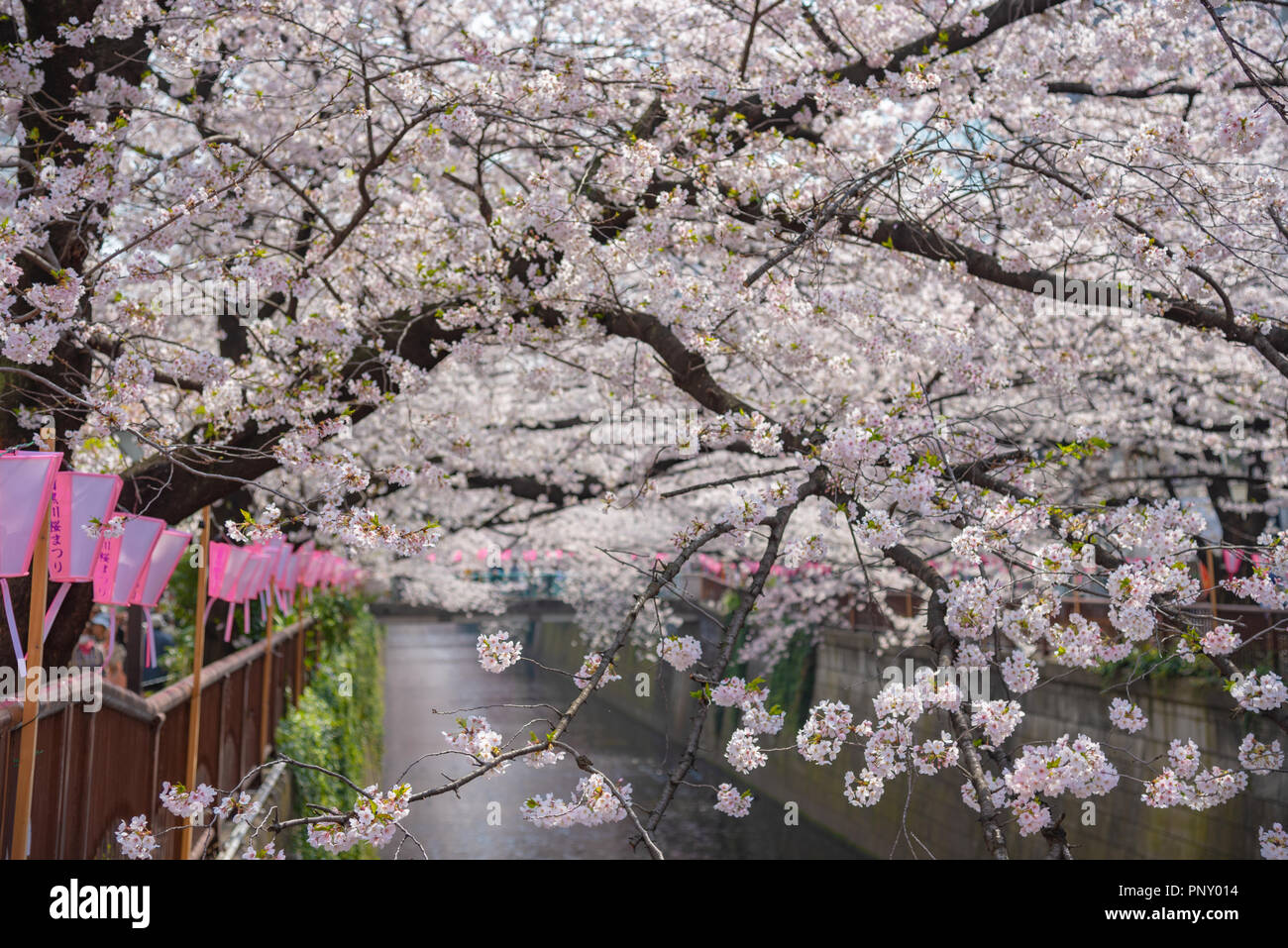 Cherry blossom season in Tokyo at Meguro river, Japan Meguro river Sakura Festival Stock Photo ...