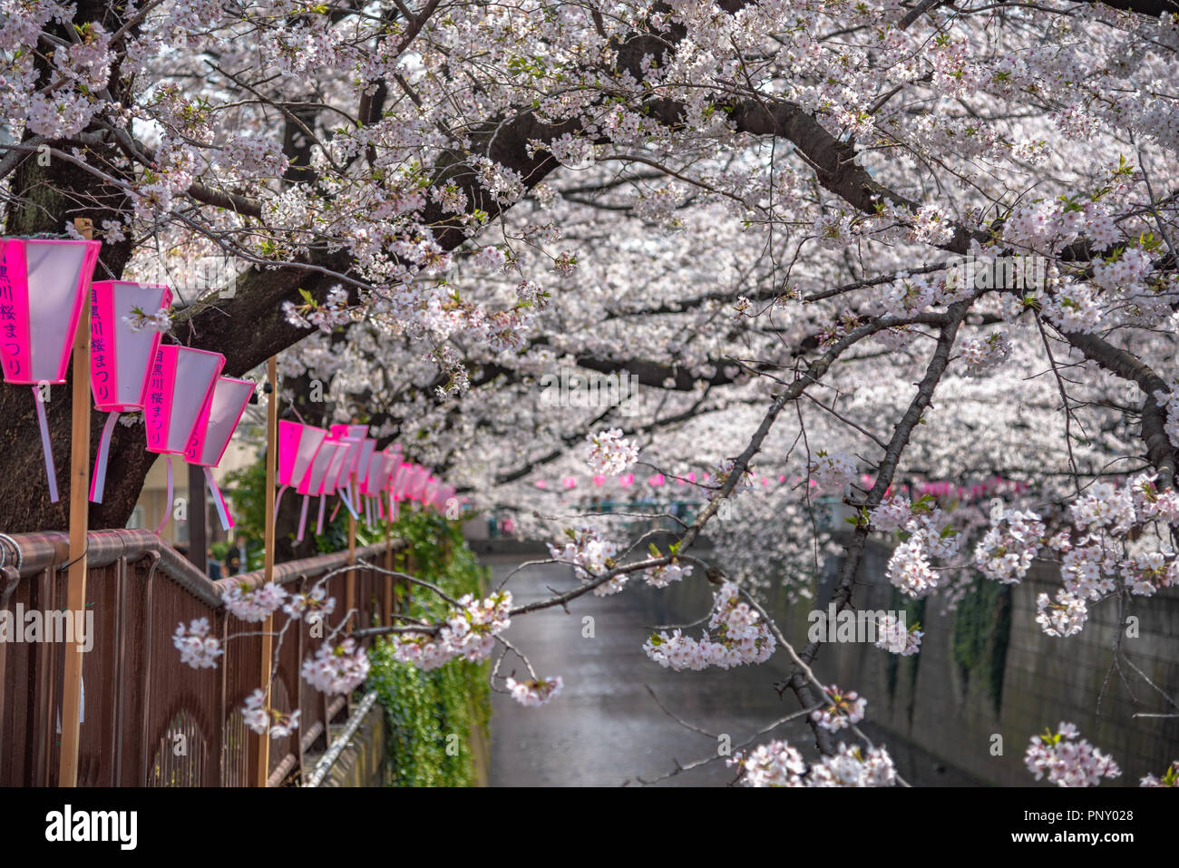Cherry blossom season in Tokyo at Meguro river, Japan Meguro river Sakura Festival Stock Photo ...
