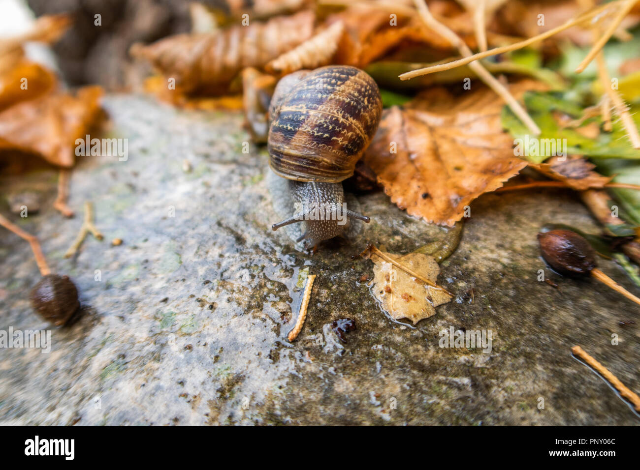 Closeup slug hi-res stock photography and images - Alamy