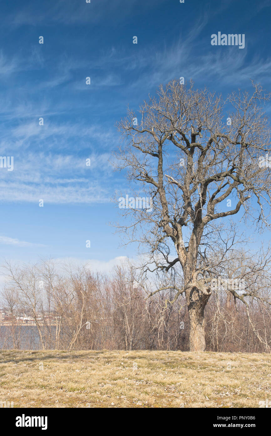 Mississippi tree hi-res stock photography and images - Alamy