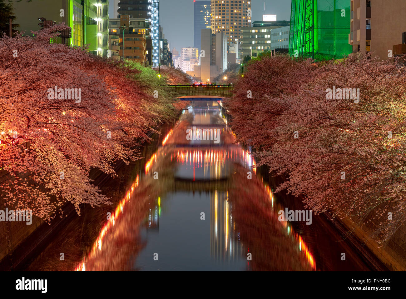 Cherry blossom season in Tokyo at Meguro river, Japan Meguro river Sakura Festival Stock Photo ...